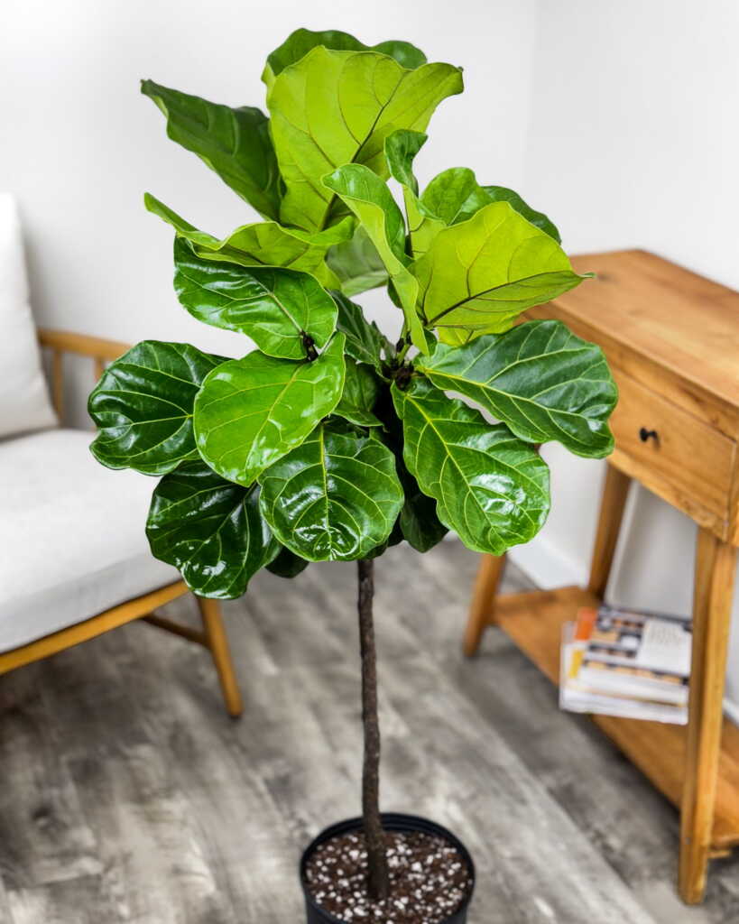 Ficus benjamina 'Danielle' Care Guide | PlantVine