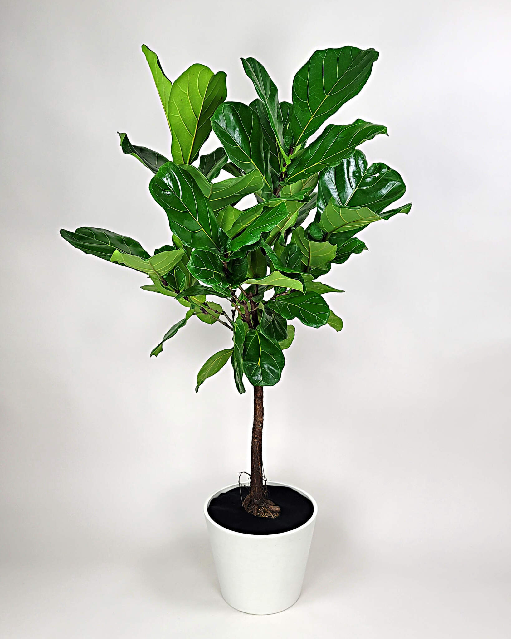Buy Fiddle Leaf Fig, Ficus Lyrata Plant For Indoors/Outdoors