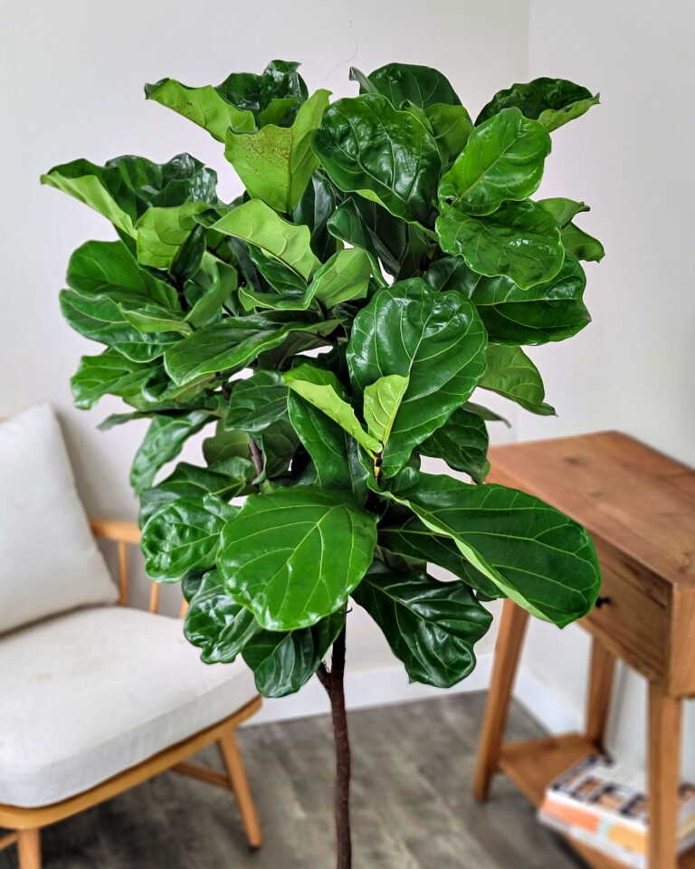 A Step by Step Guide to Ficus Propagation! | PlantVine