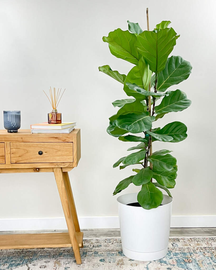 Buy Fiddle Leaf Fig, Ficus Lyrata Plant For Indoors/Outdoors