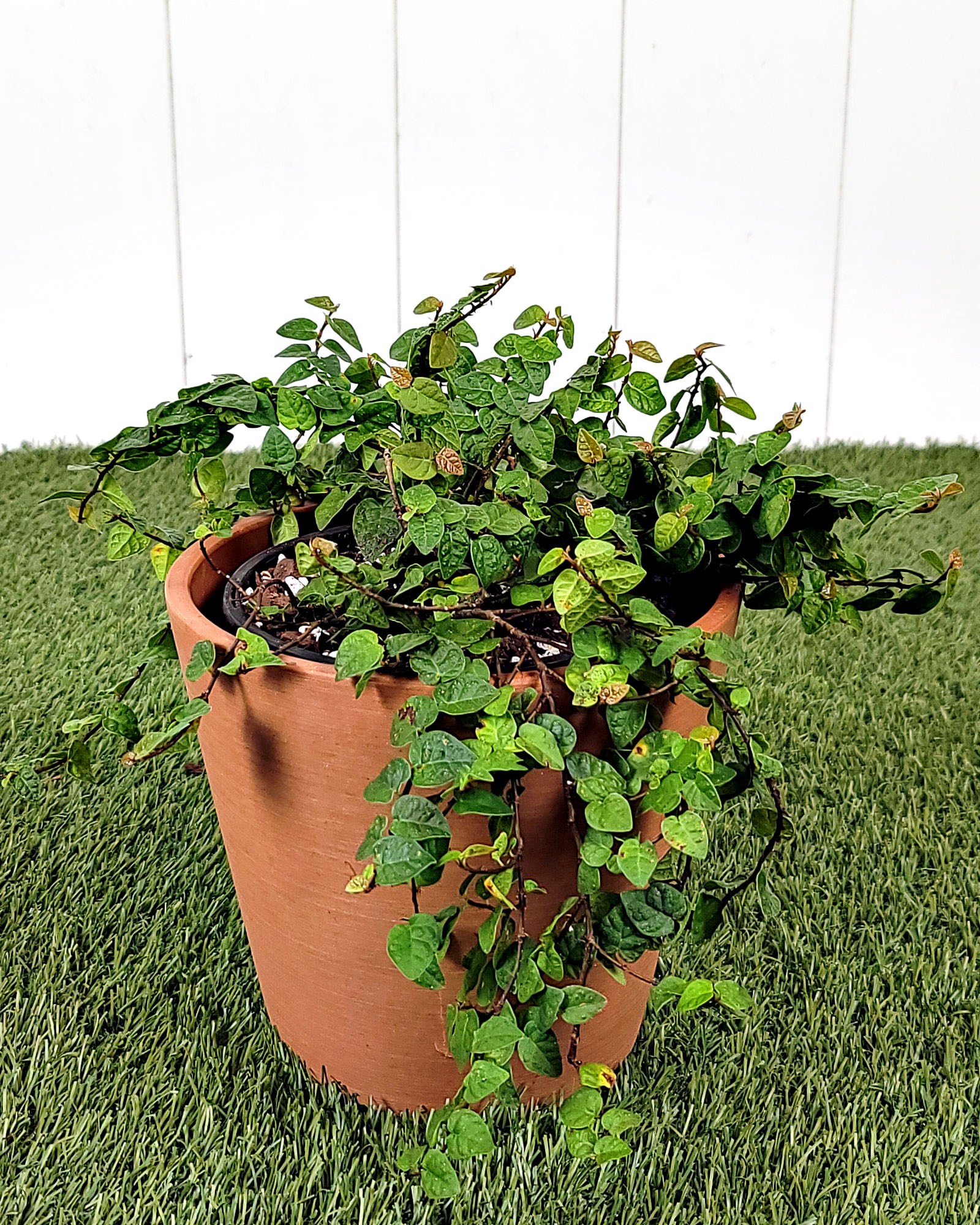 Creeping Fig Ivy | PlantVine