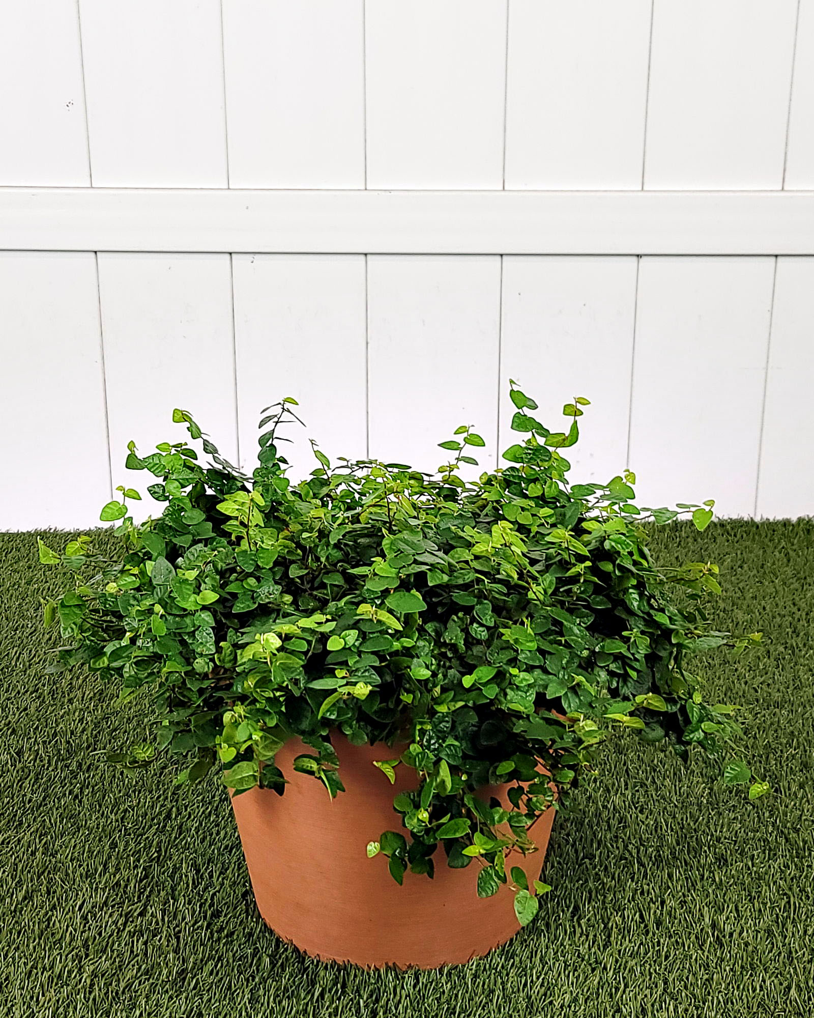 Creeping Fig Ivy | PlantVine