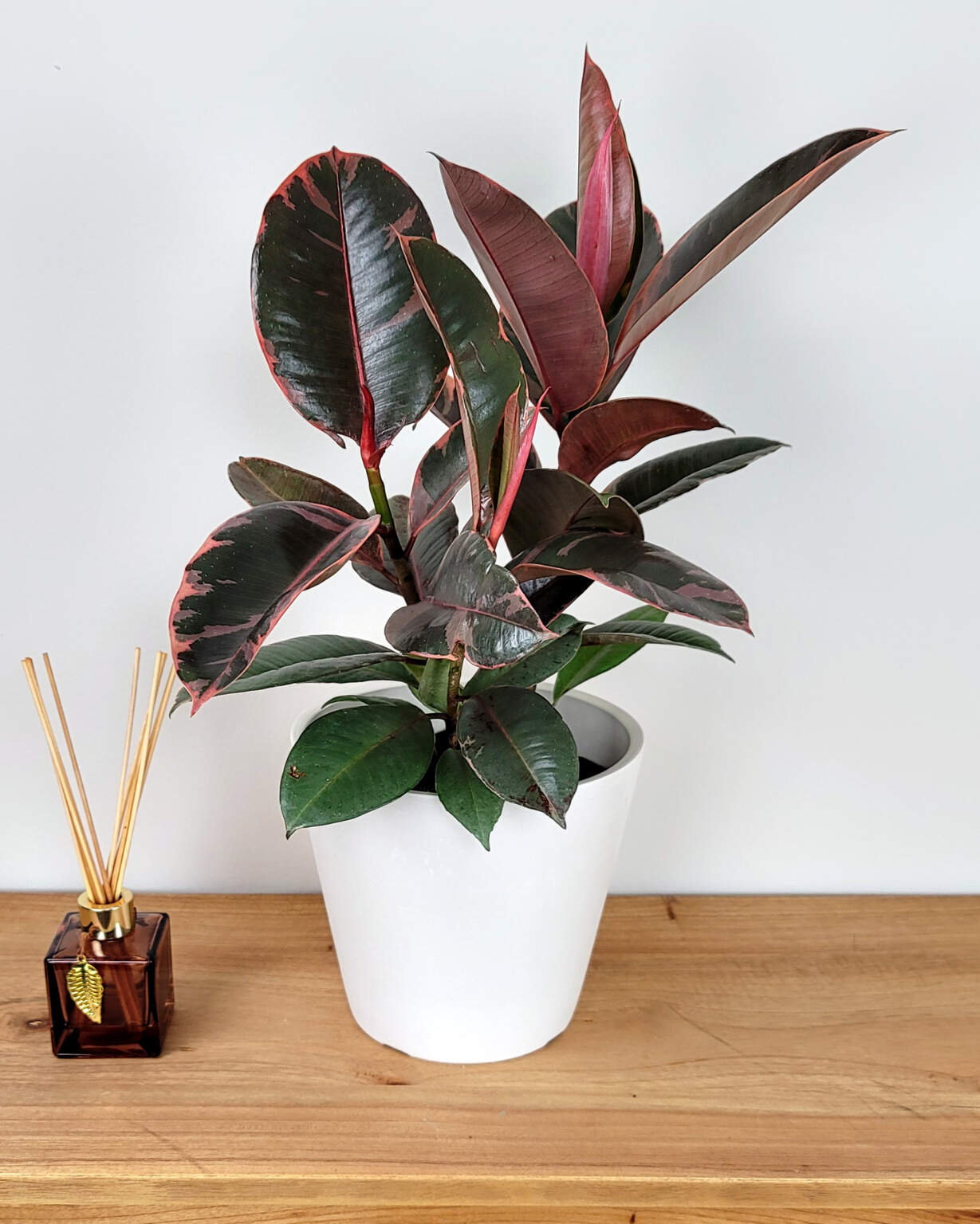Ficus elastica ‘Ruby’ | PlantVine