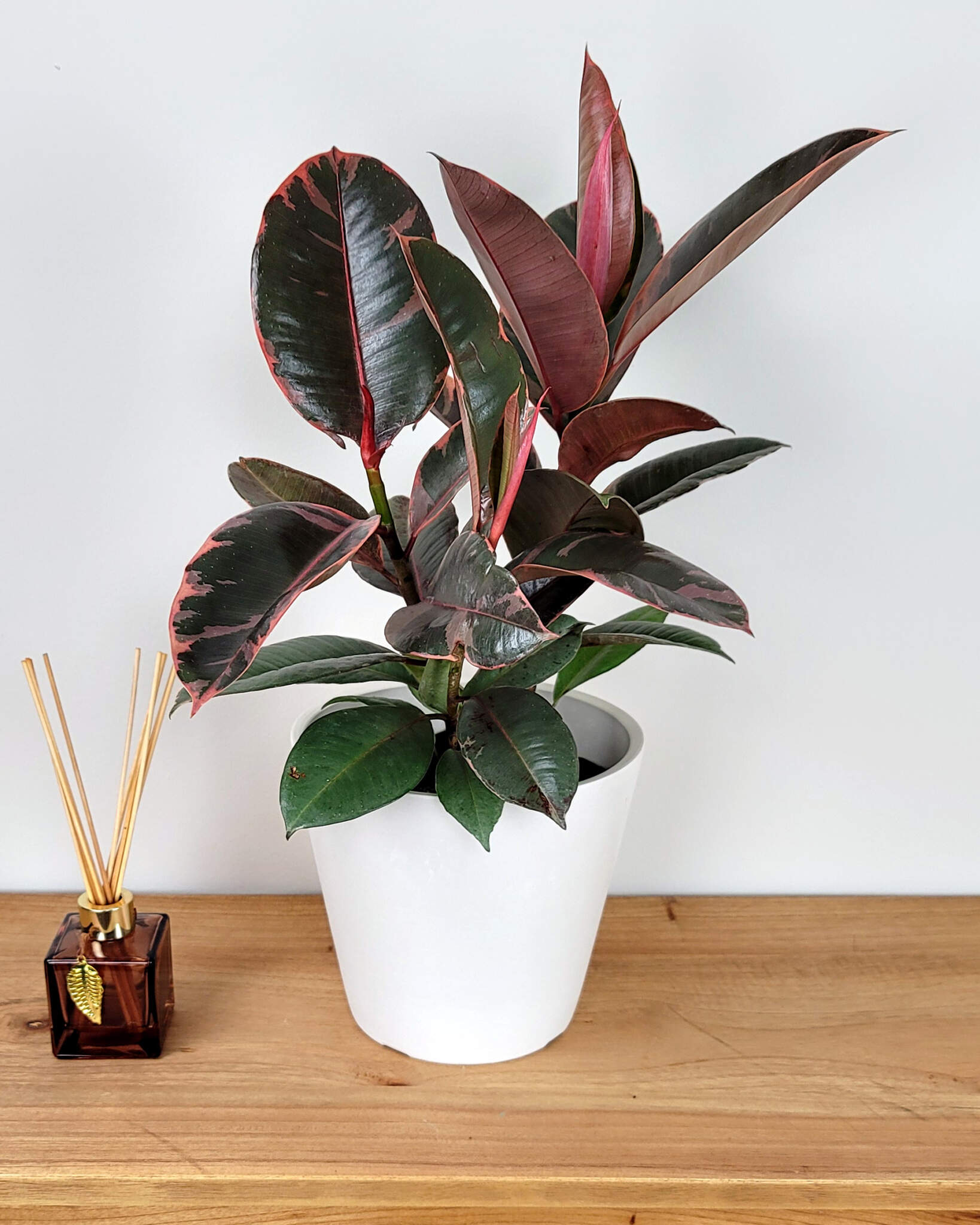Ficus elastica ‘Ruby’ | PlantVine