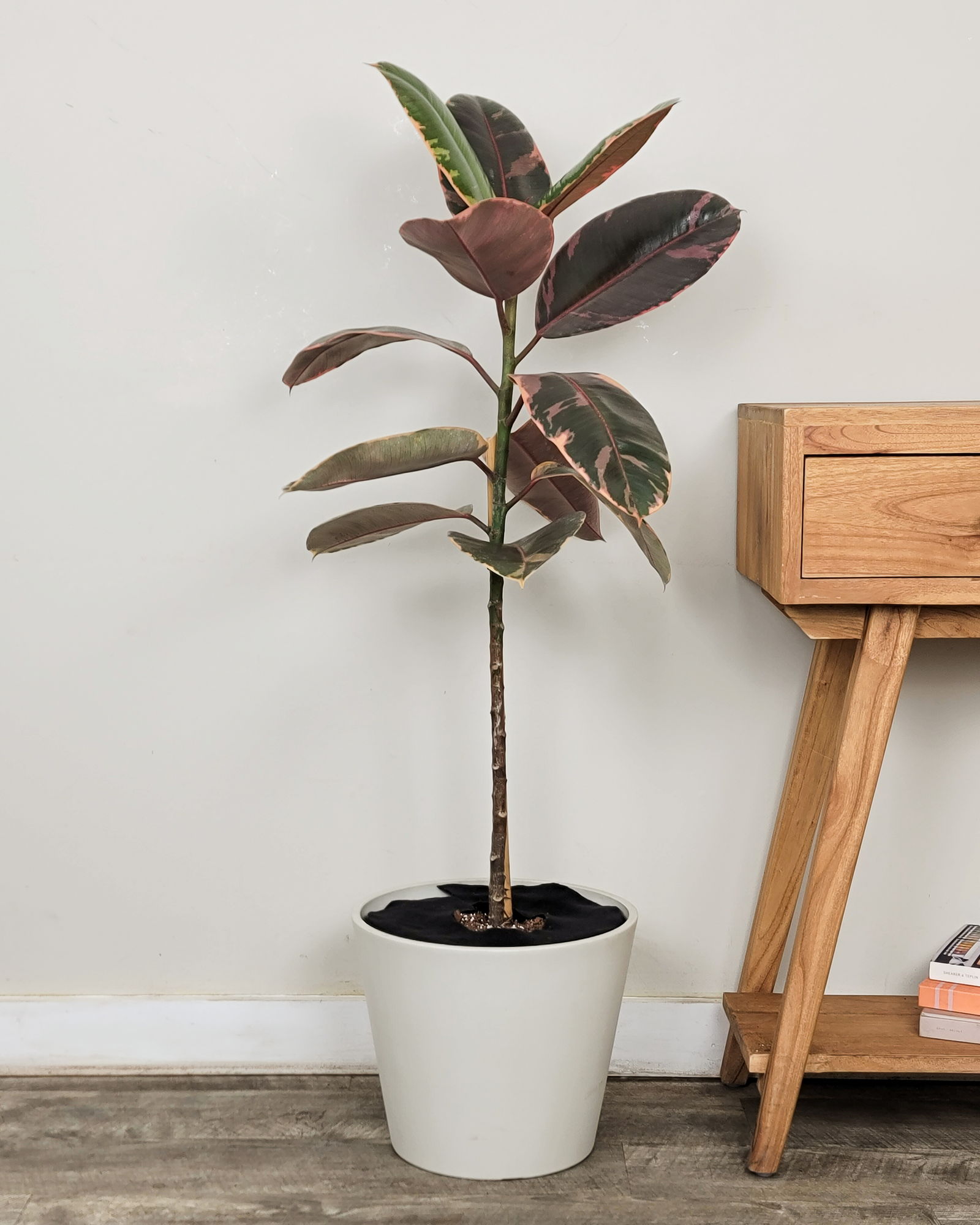 Ficus elastica ‘Ruby’ | PlantVine