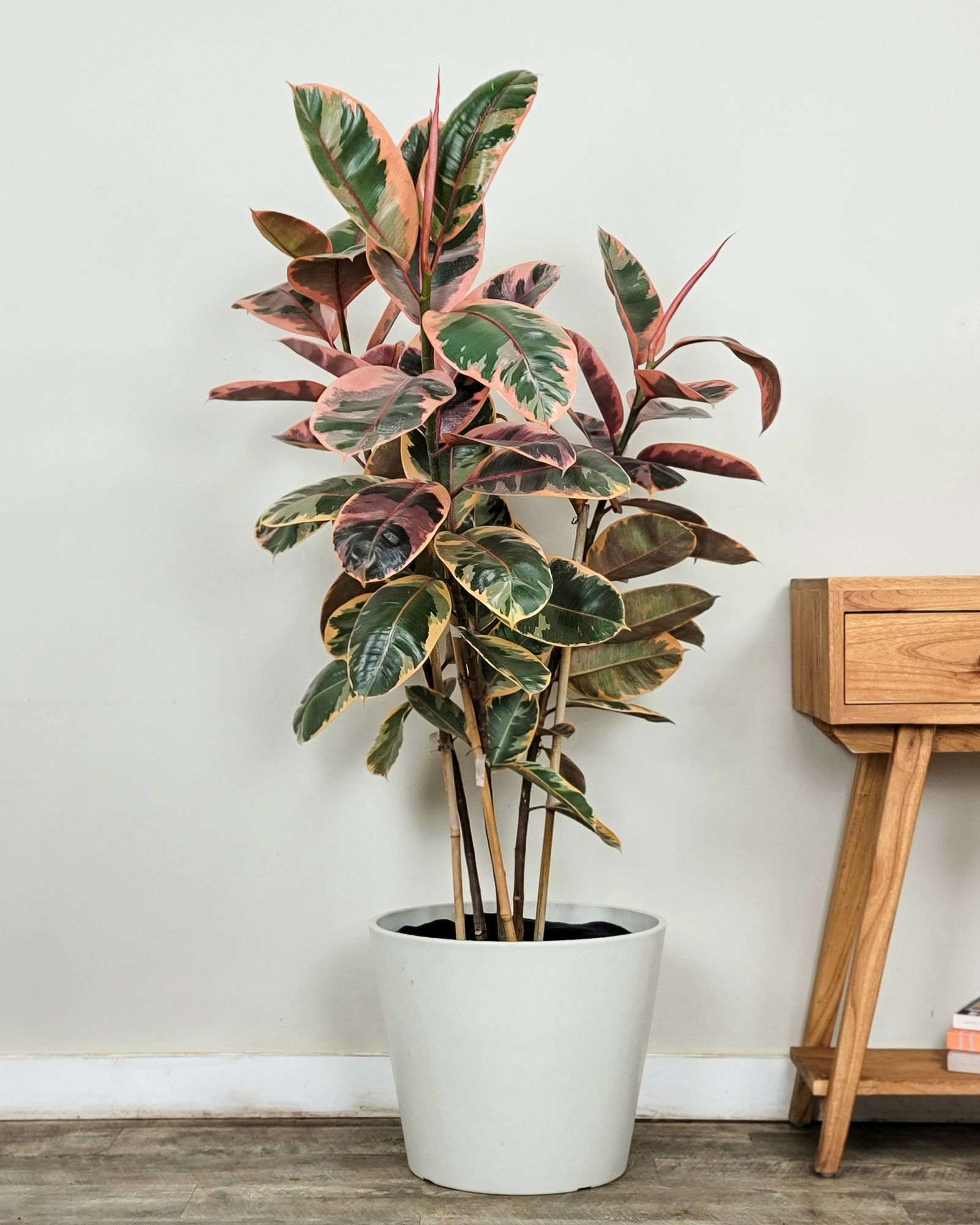 Ficus elastica ‘Ruby’ | PlantVine