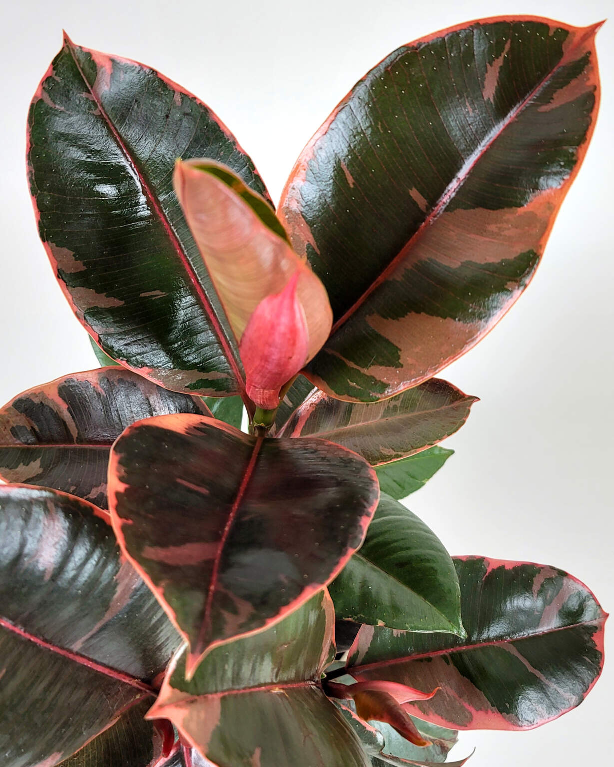 Ficus elastica ‘Ruby’ | PlantVine