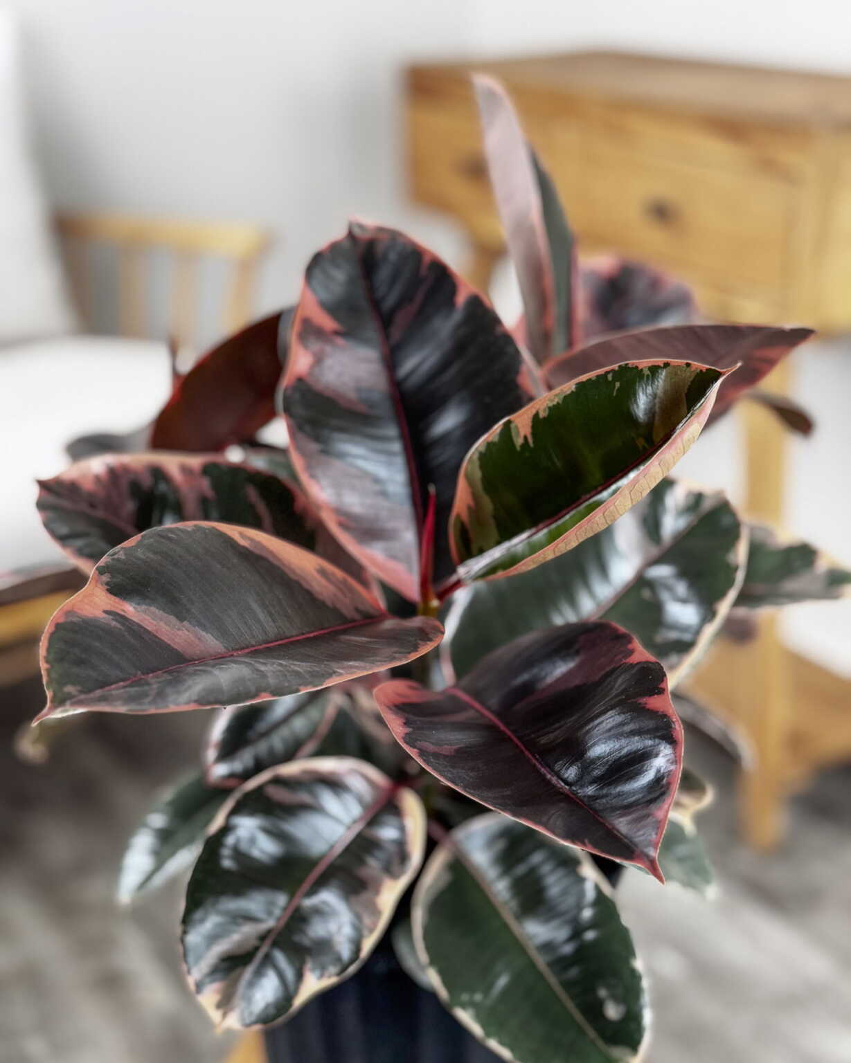 Ficus elastica ‘Ruby’ | PlantVine