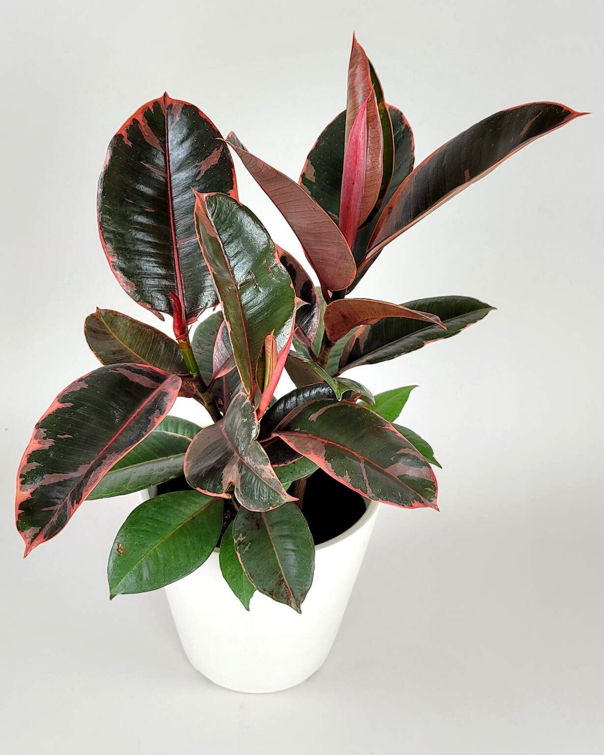 Ficus elastica ‘Ruby’ | PlantVine