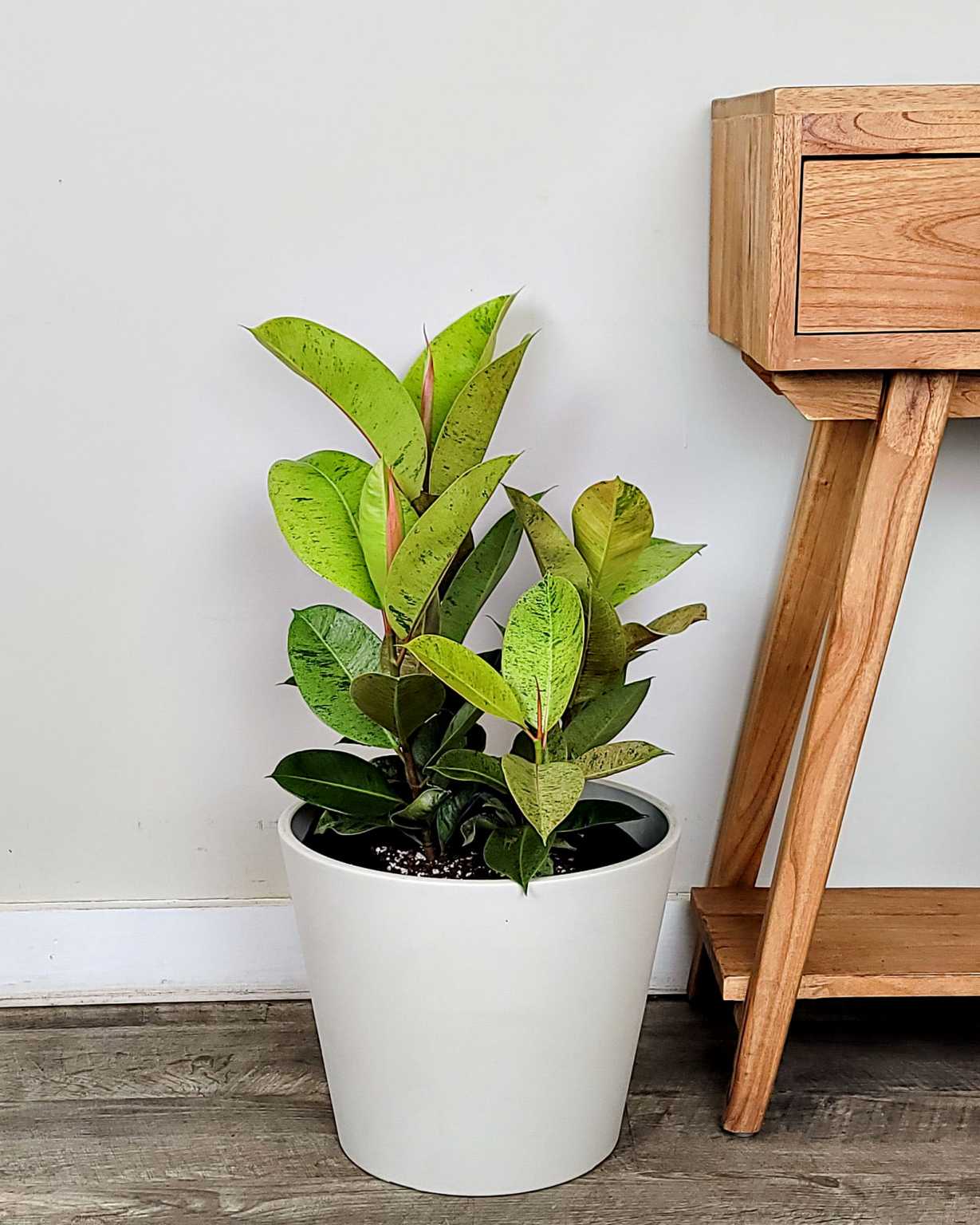 Ficus elastica ‘Shivereana’ | PlantVine