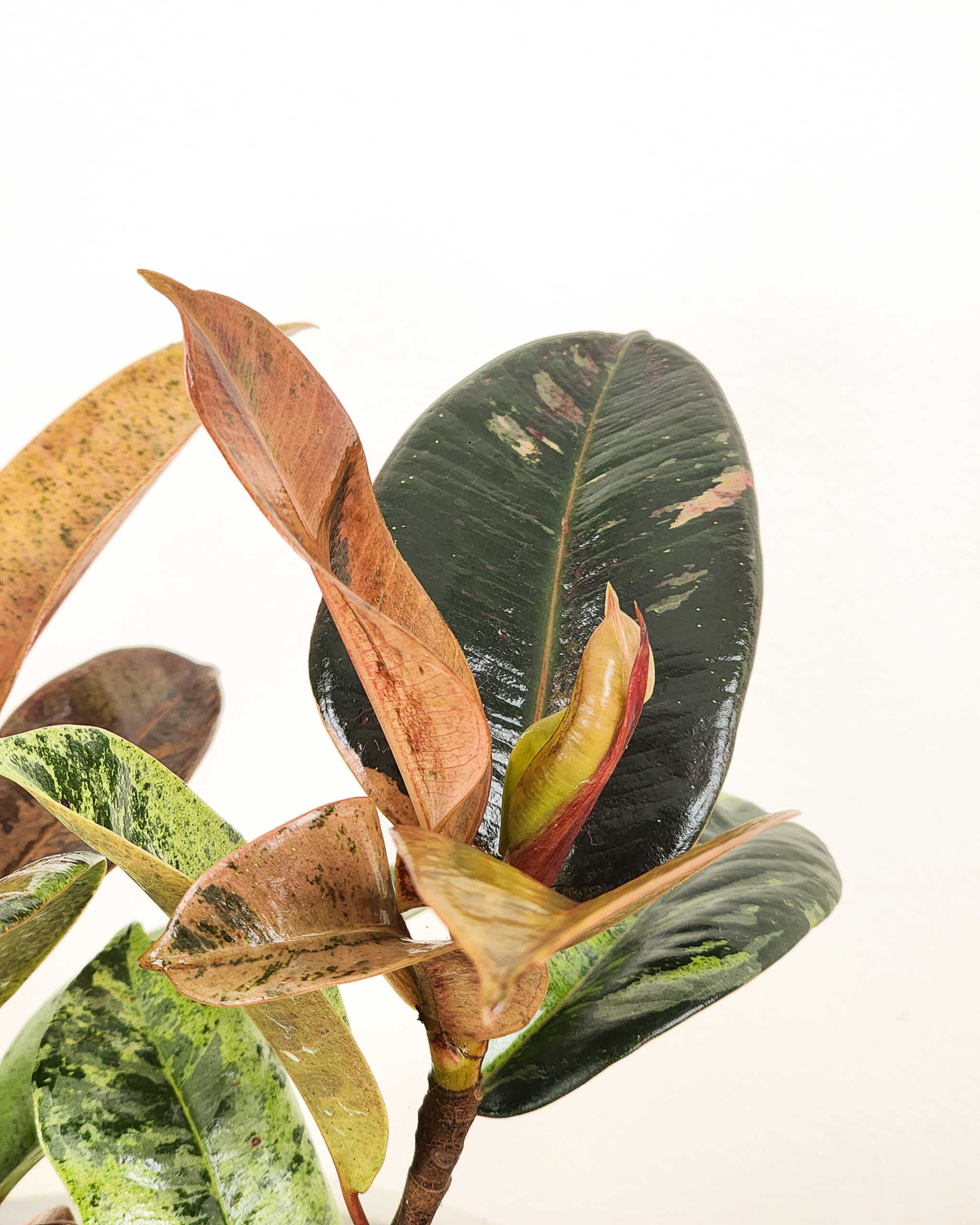Ficus elastica ‘Shivereana’ | PlantVine