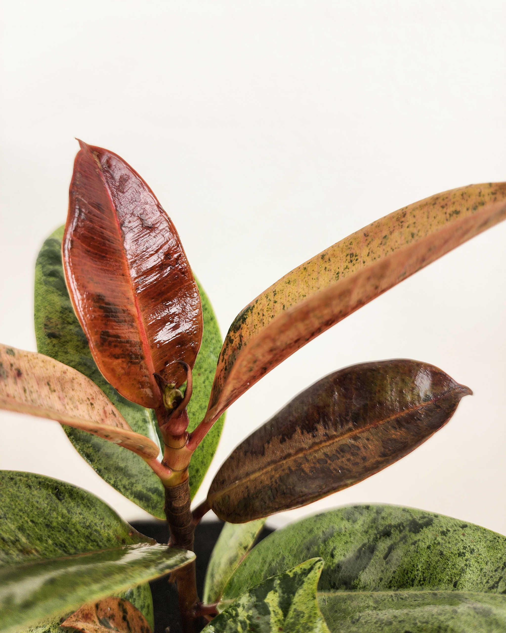 Ficus elastica ‘Shivereana’ | PlantVine