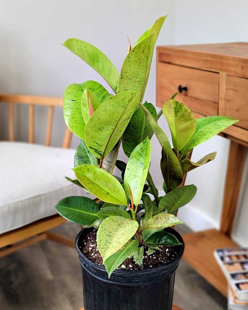 Ficus elastica ‘Shivereana’ | PlantVine