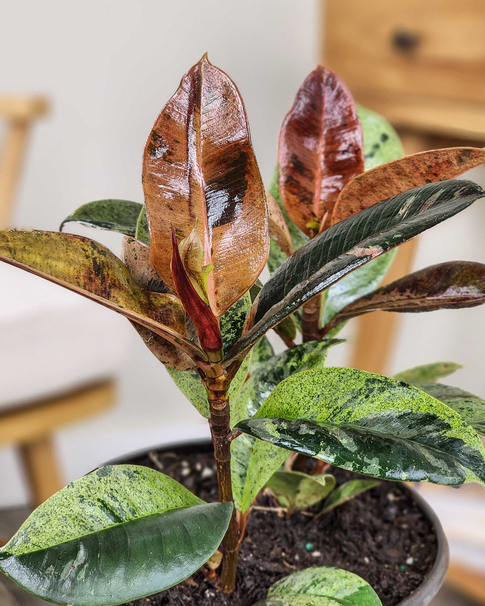 Ficus Elastica ‘shivereana Plantvine