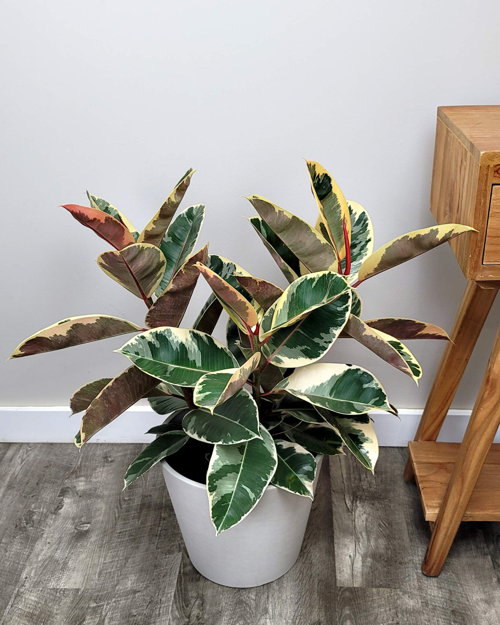 Ficus elastica ‘Tineke’ | PlantVine