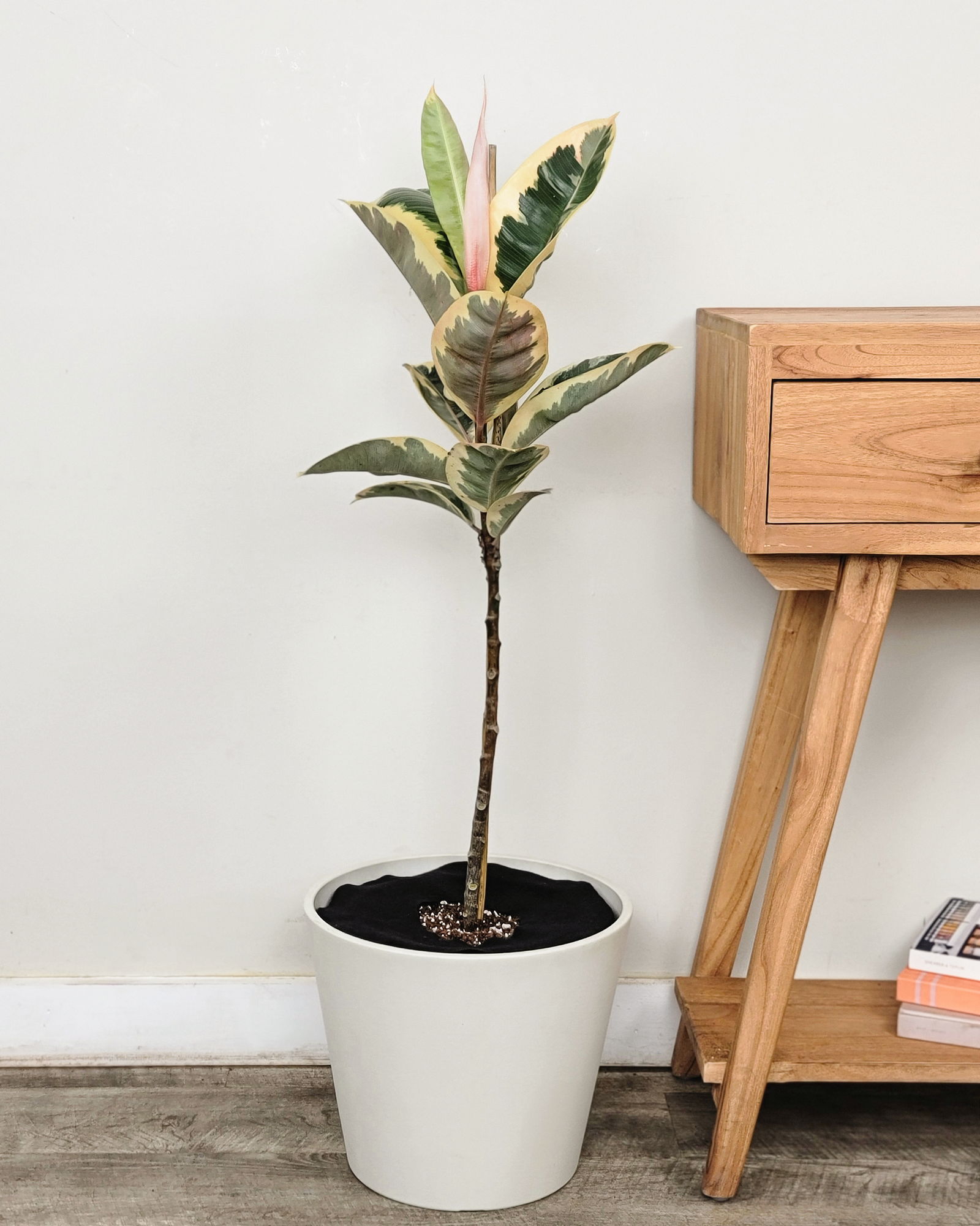 Ficus elastica ‘Tineke’ | PlantVine