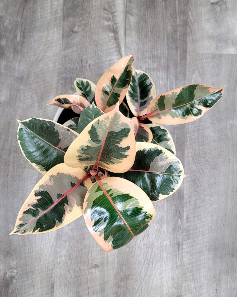 Ficus Varieties | PlantVine