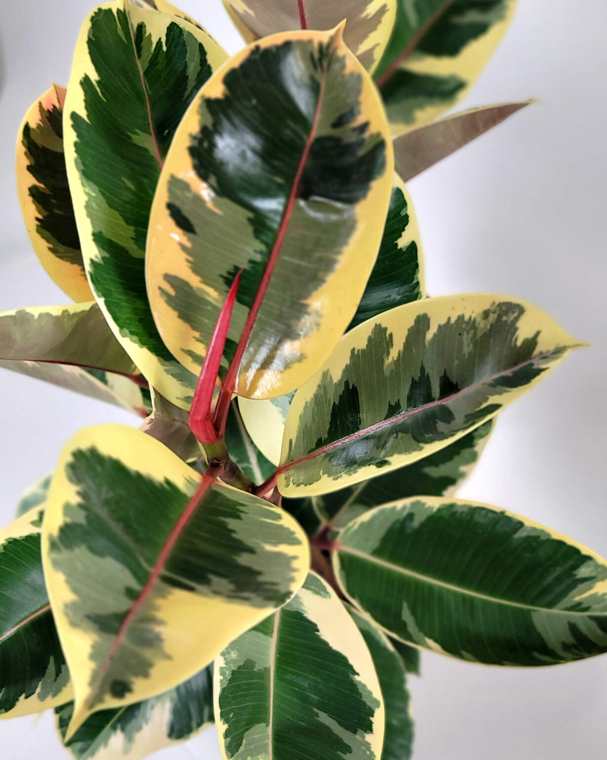 Ficus elastica ‘Tineke’ | PlantVine