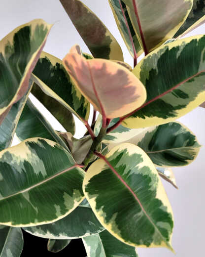 Ficus elastica ‘Tineke’ | PlantVine