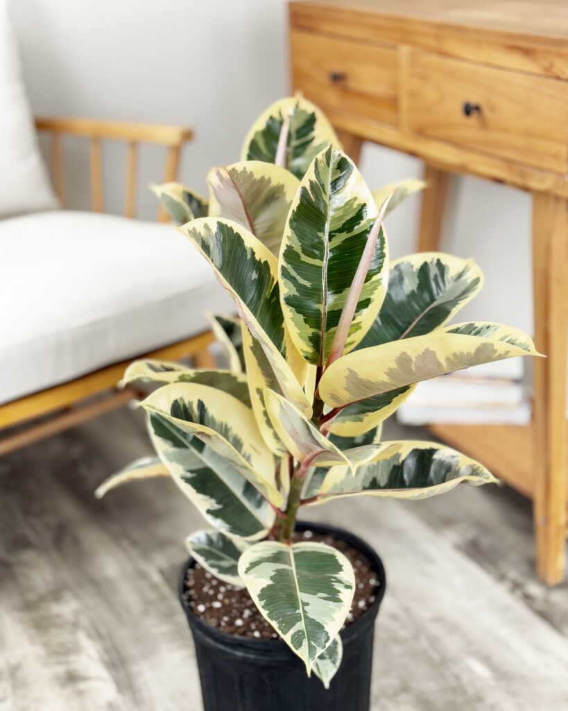 Ficus elastica ‘Tineke’ | PlantVine