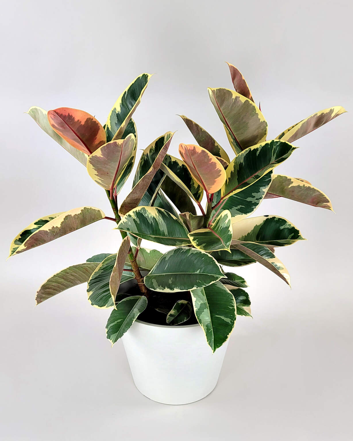 Ficus elastica ‘Tineke’ | PlantVine