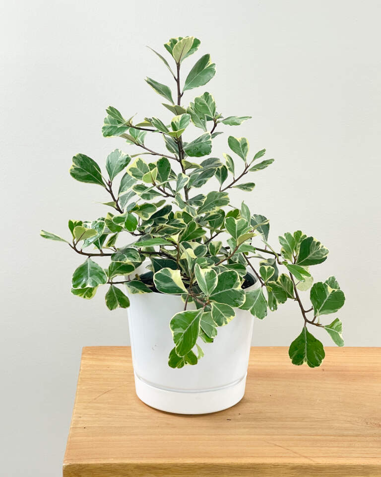 Ficus triangularis ‘Variegata’ | PlantVine