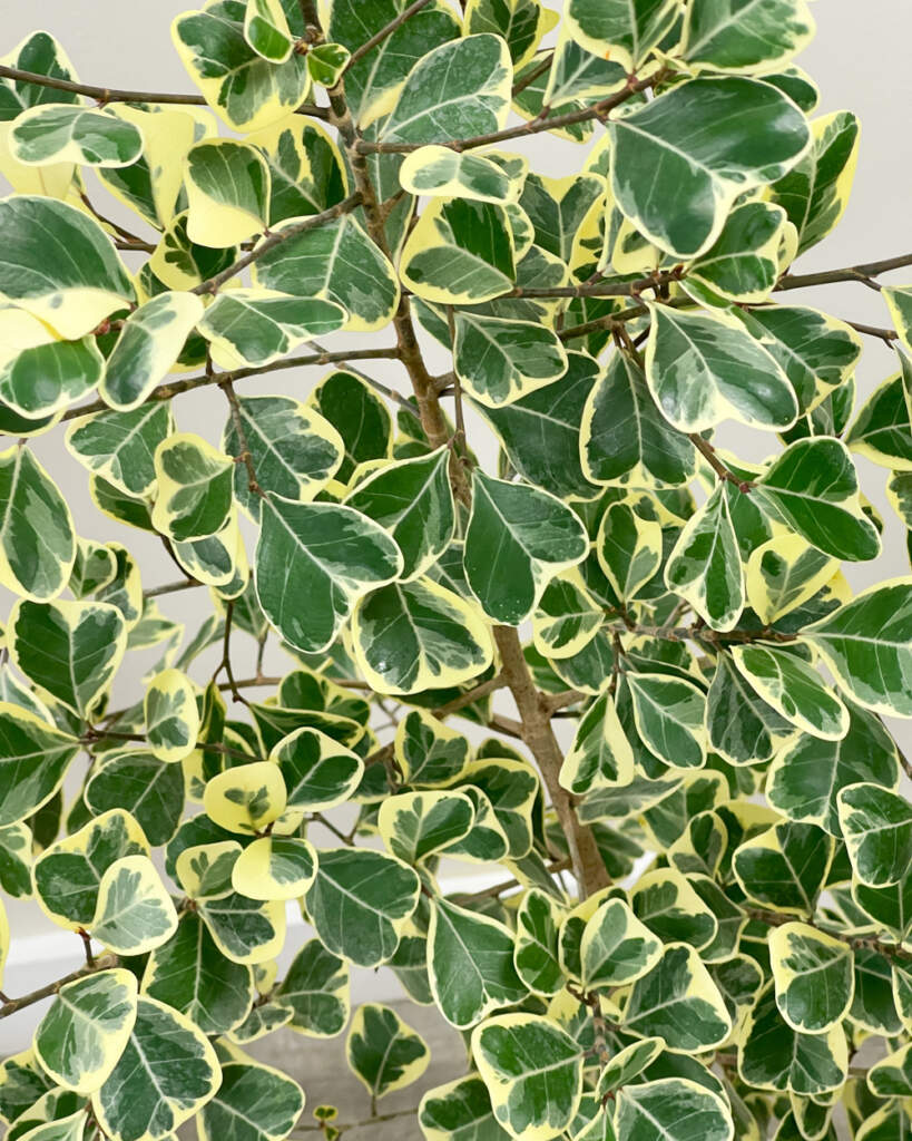 Variegated Ficus triangularis | PlantVine