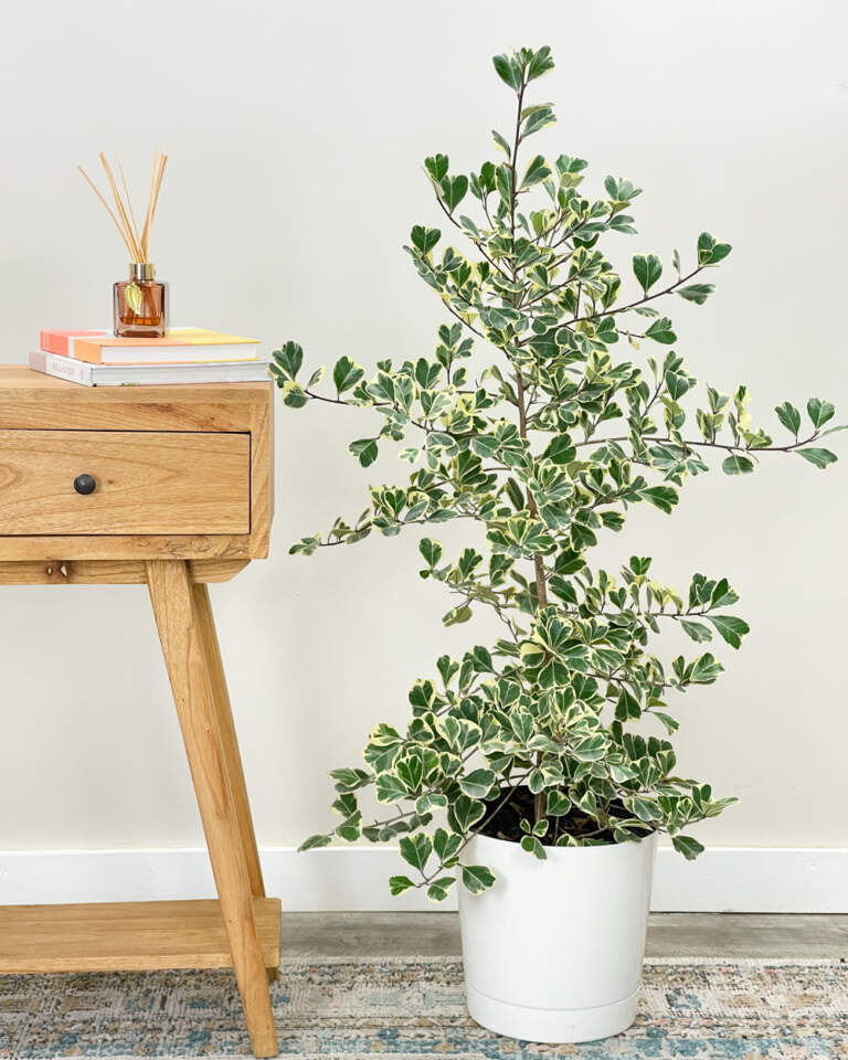 Ficus triangularis ‘Variegata’ | PlantVine
