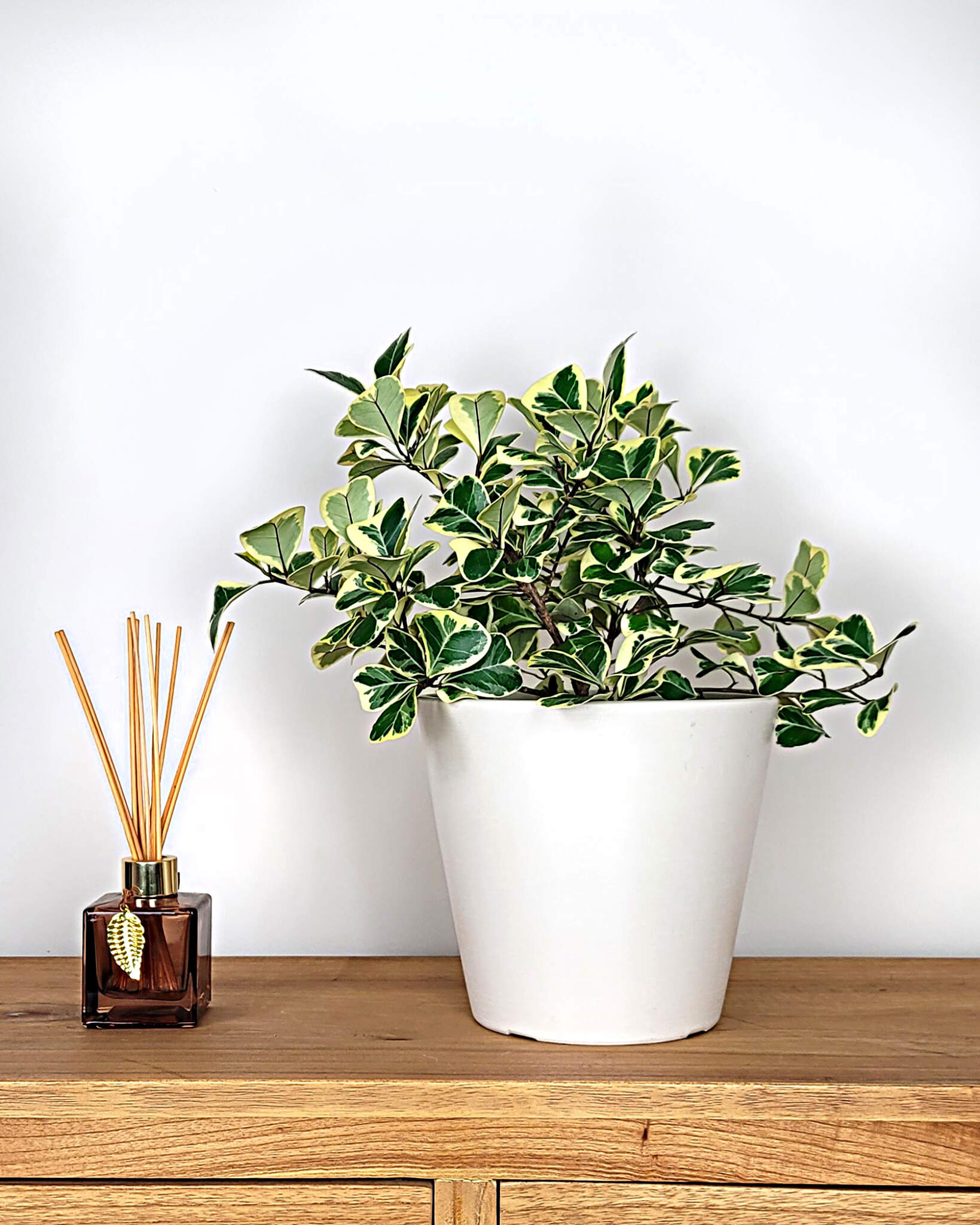 Variegated Ficus triangularis | PlantVine