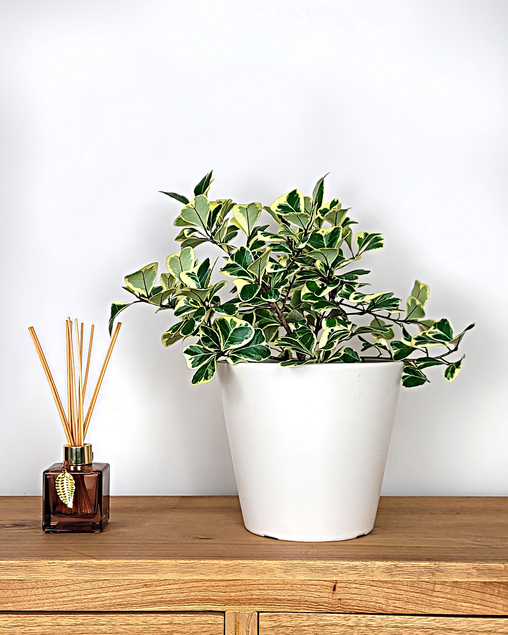 Variegated Ficus triangularis | PlantVine