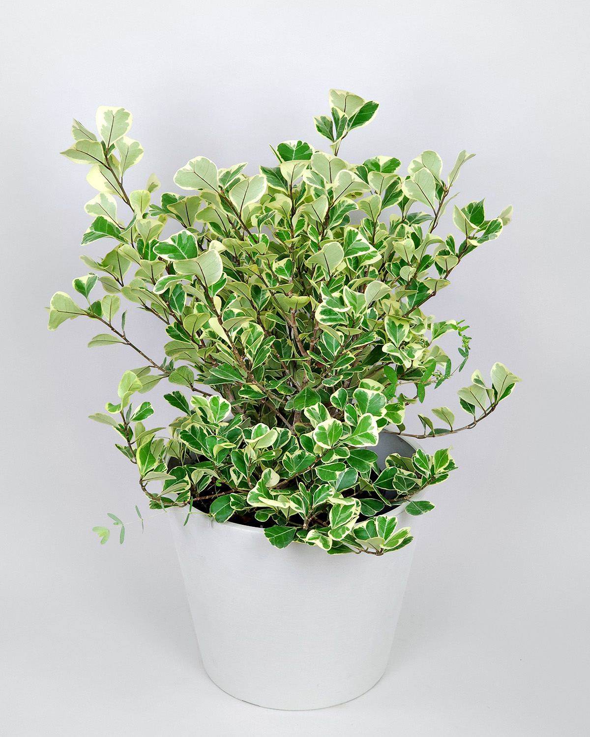 Ficus triangularis ‘Variegata’ | PlantVine