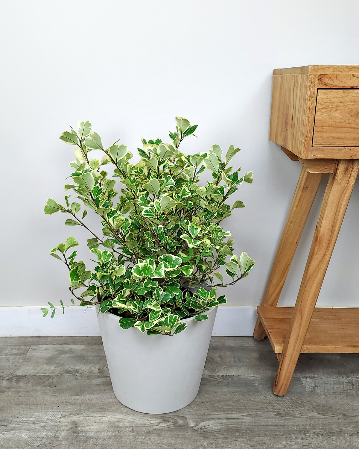 Variegated Ficus triangularis | PlantVine
