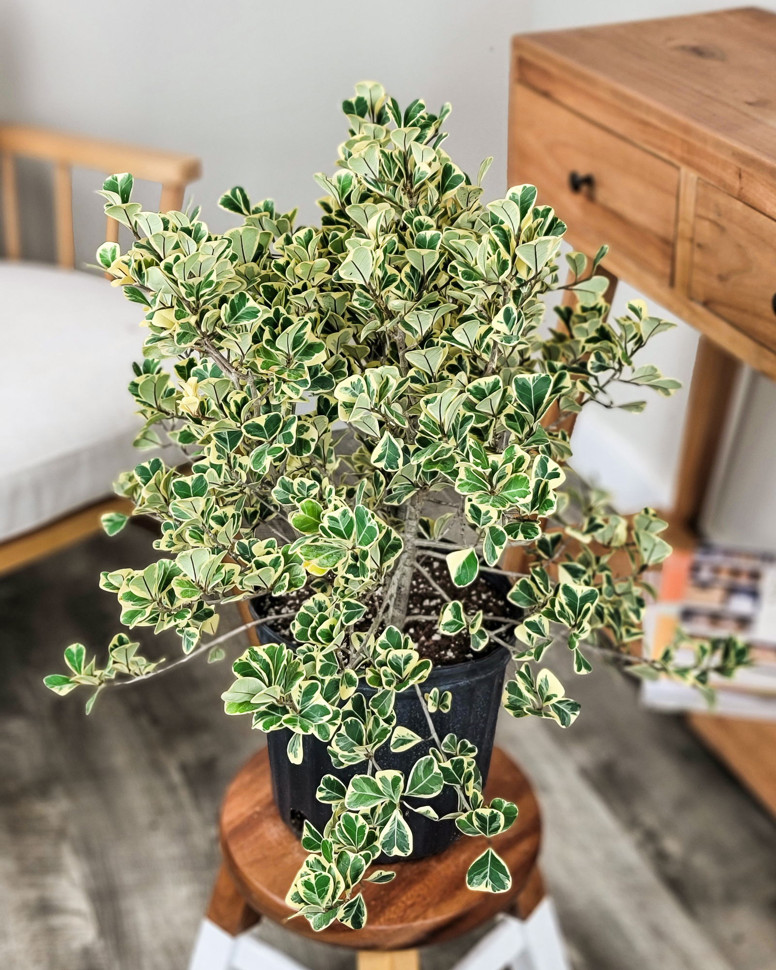 Variegated Ficus triangularis | PlantVine