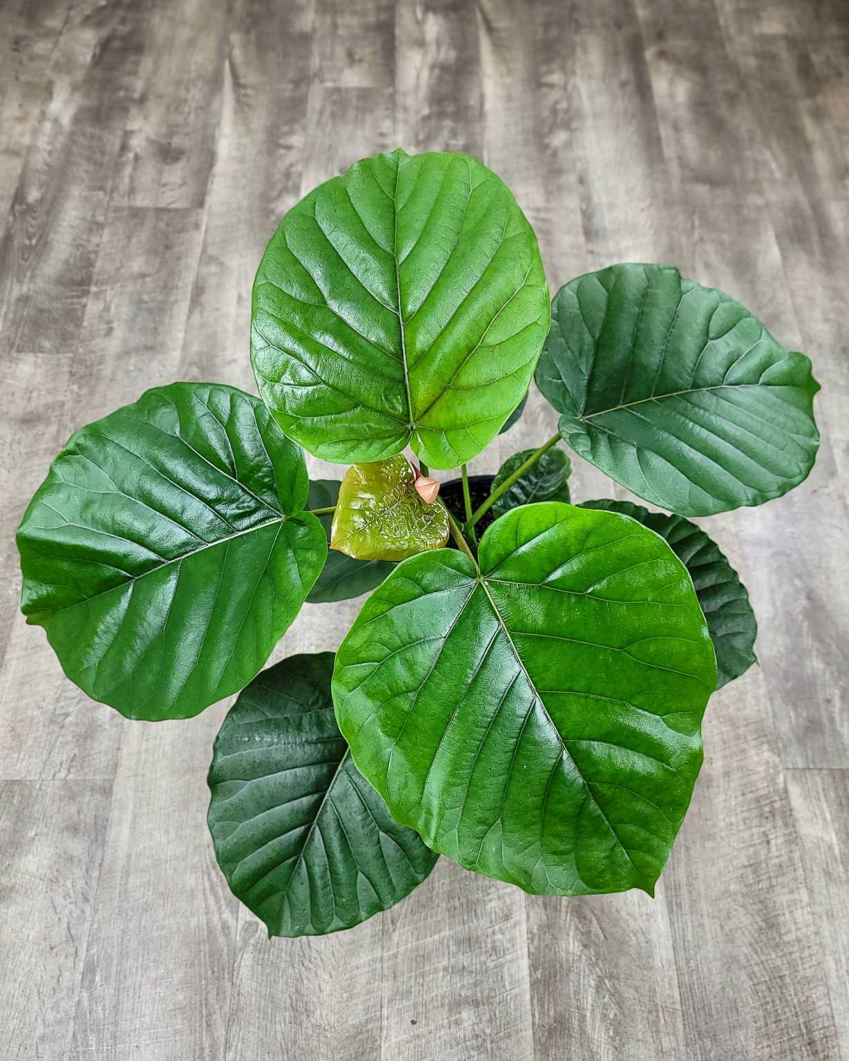 Ficus Varieties | PlantVine