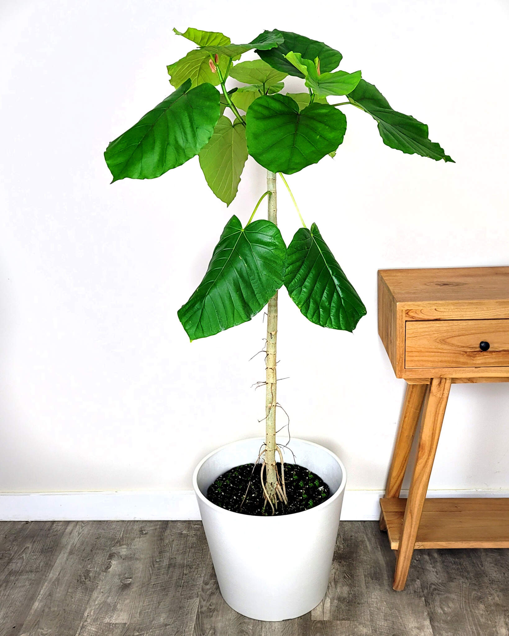 Ficus Umbellata | PlantVine