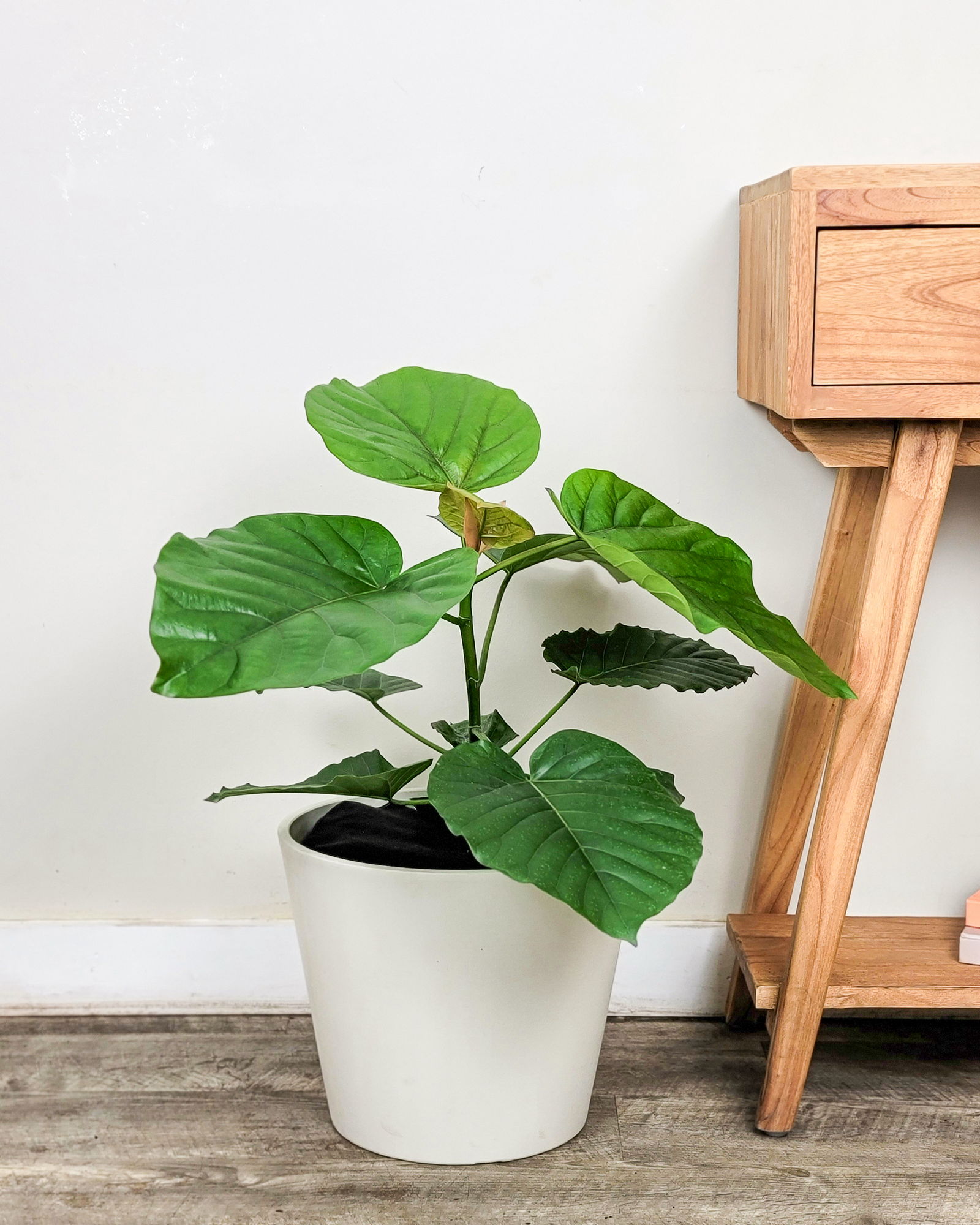 Ficus Umbellata | PlantVine