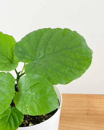 Ficus Umbellata | PlantVine