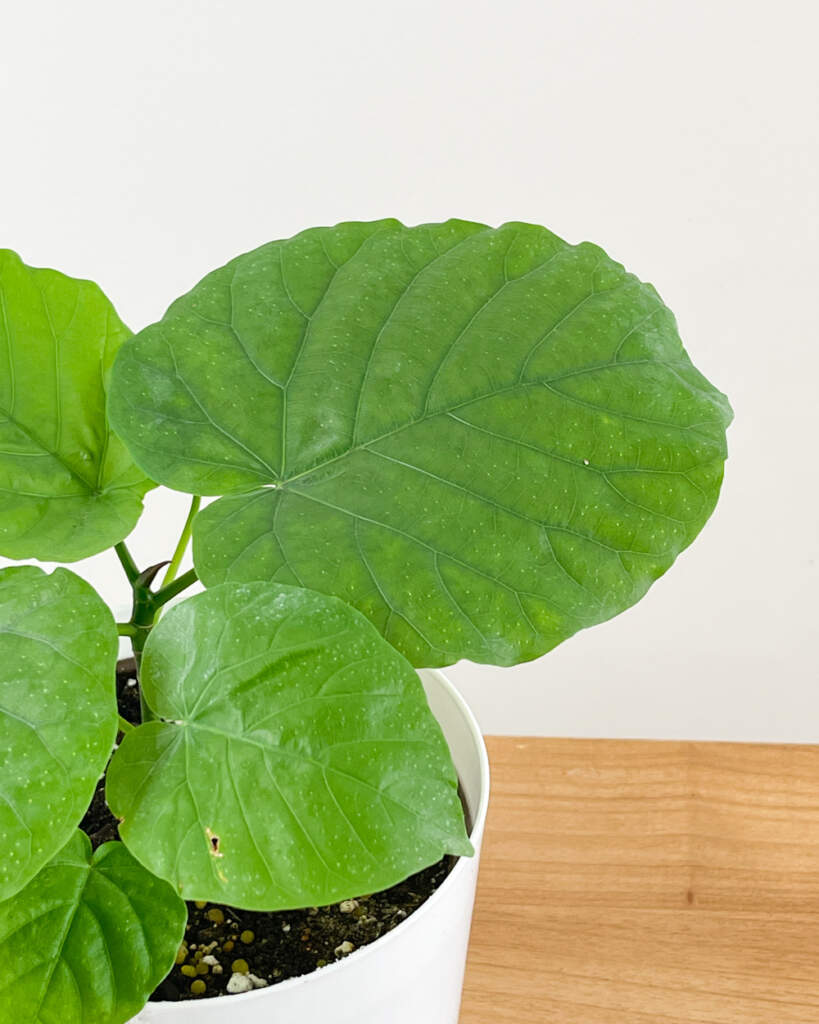 Ficus Umbellata | PlantVine