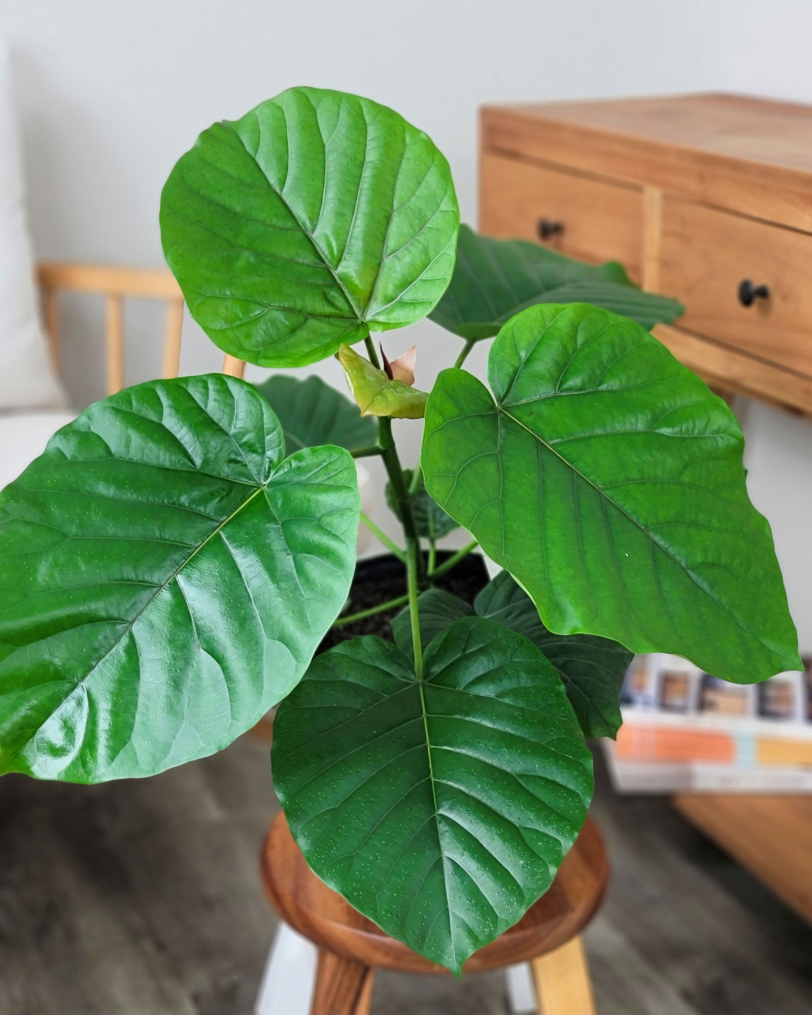 Ficus Umbellata | PlantVine