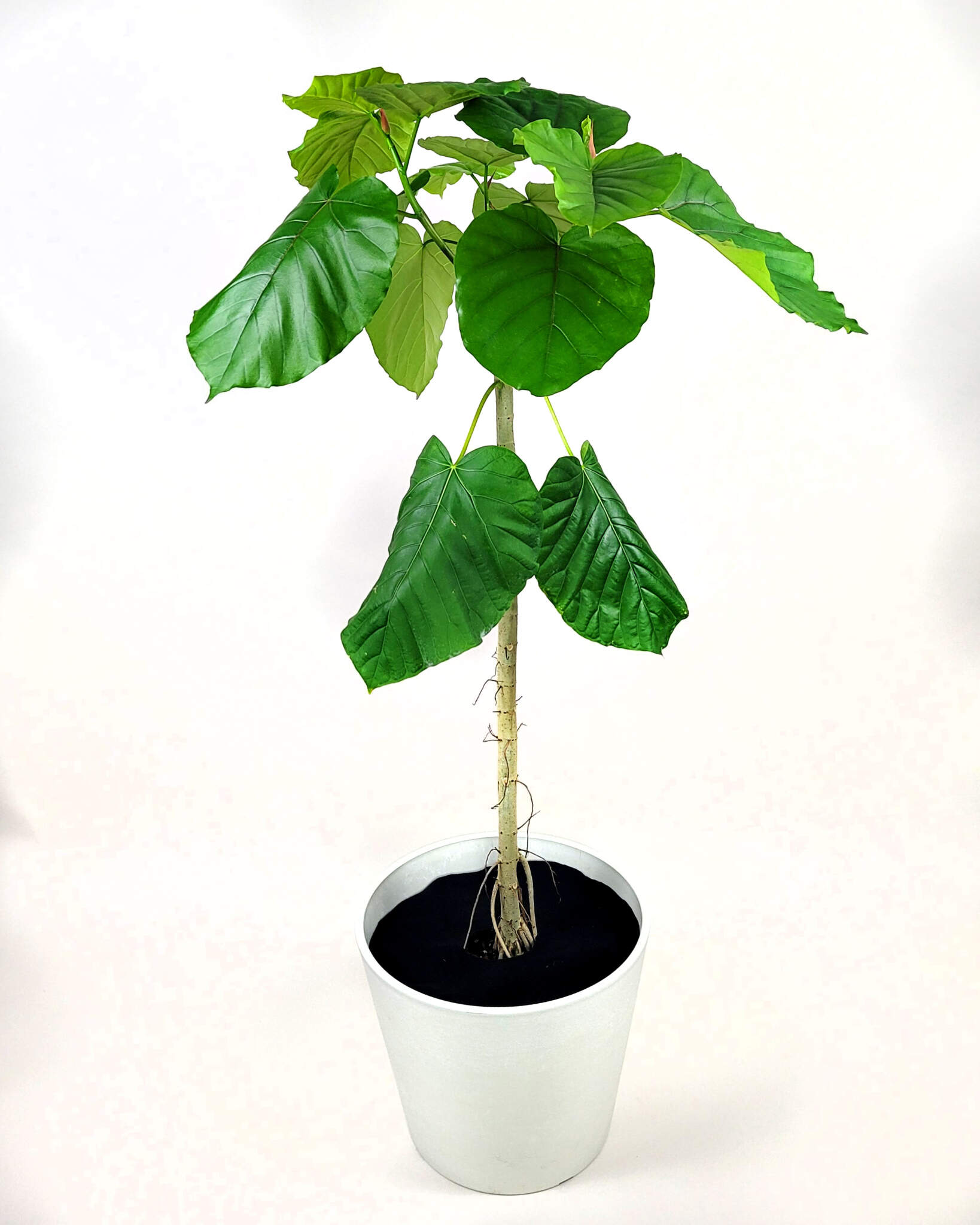 Ficus Umbellata | PlantVine