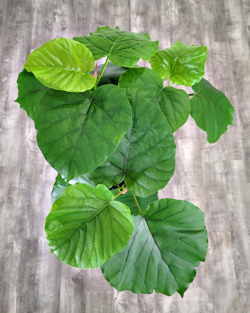 Ficus Varieties | PlantVine