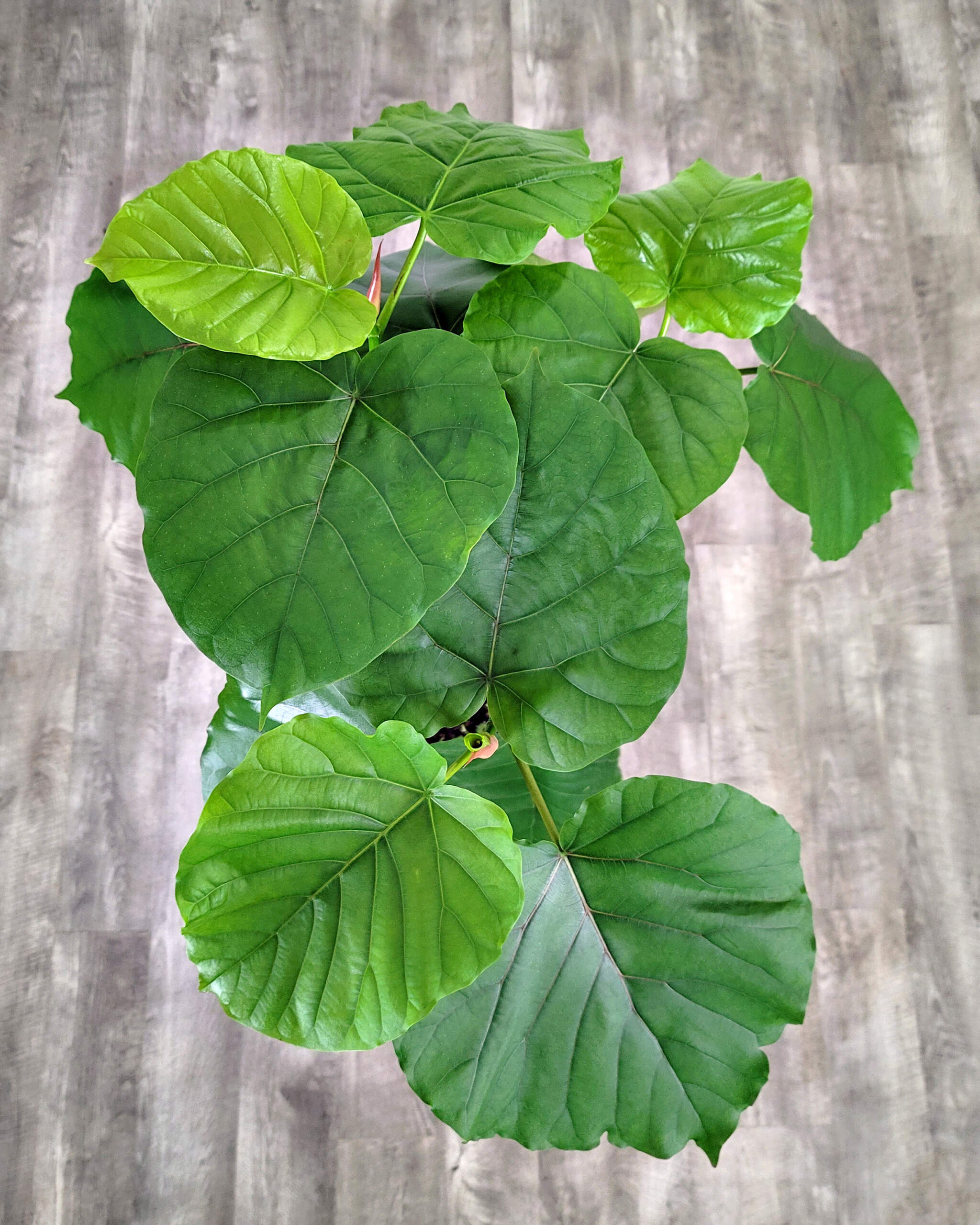 Ficus Varieties | PlantVine