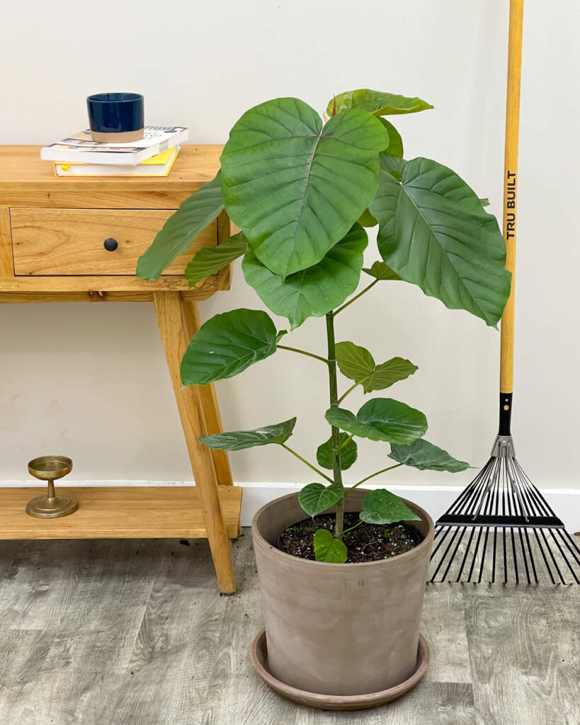 Ficus Umbellata | PlantVine