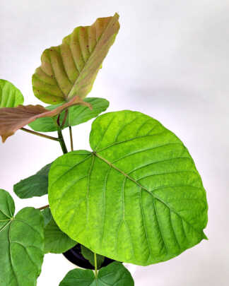 Ficus Umbellata | PlantVine