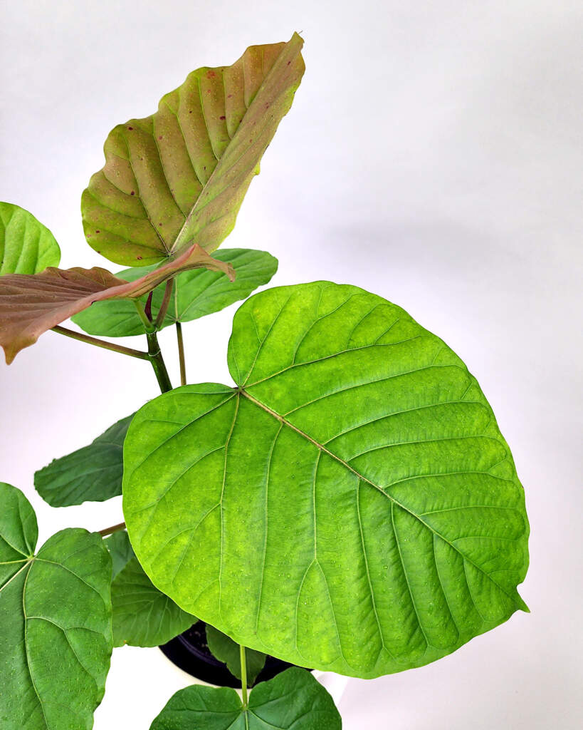 Ficus Umbellata | PlantVine