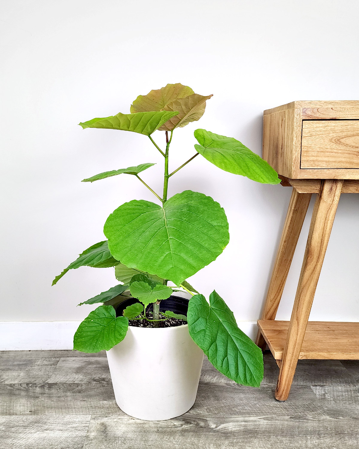 Ficus Umbellata | PlantVine