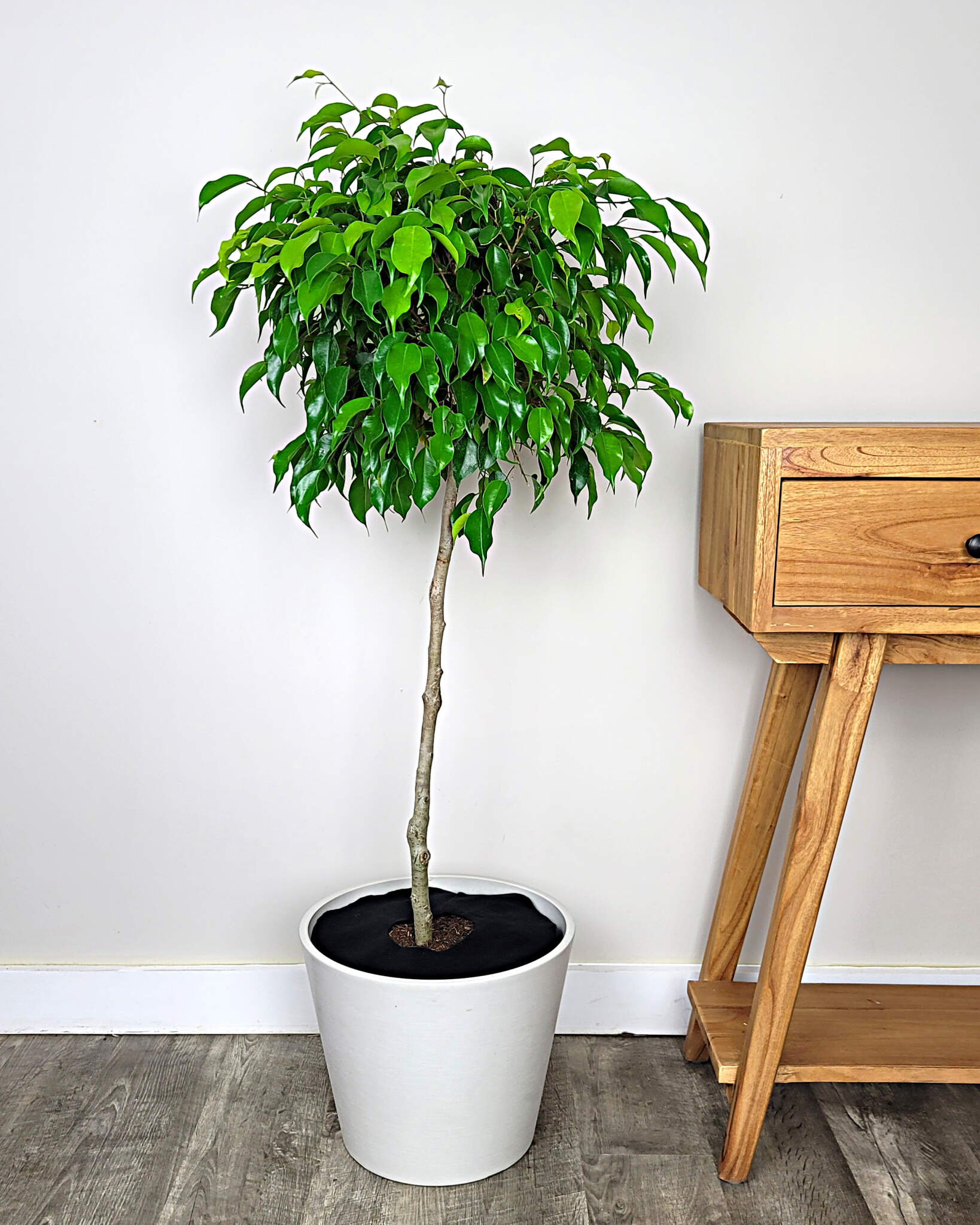 Buy Ficus Benjamina 'Wintergreen', Weeping Fig Tree Online