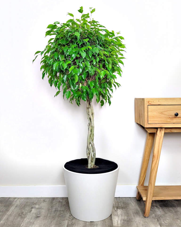Buy Ficus Benjamina 'Wintergreen', Weeping Fig Tree Online