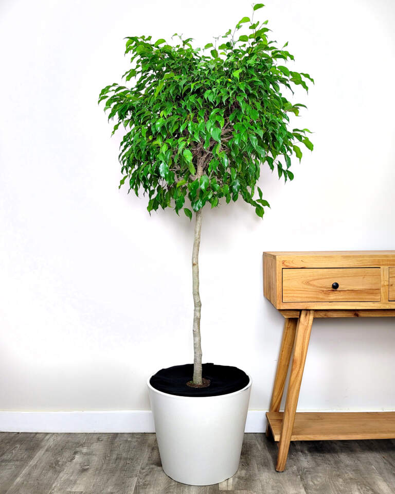 Buy Ficus Benjamina 'Wintergreen', Weeping Fig Tree Online