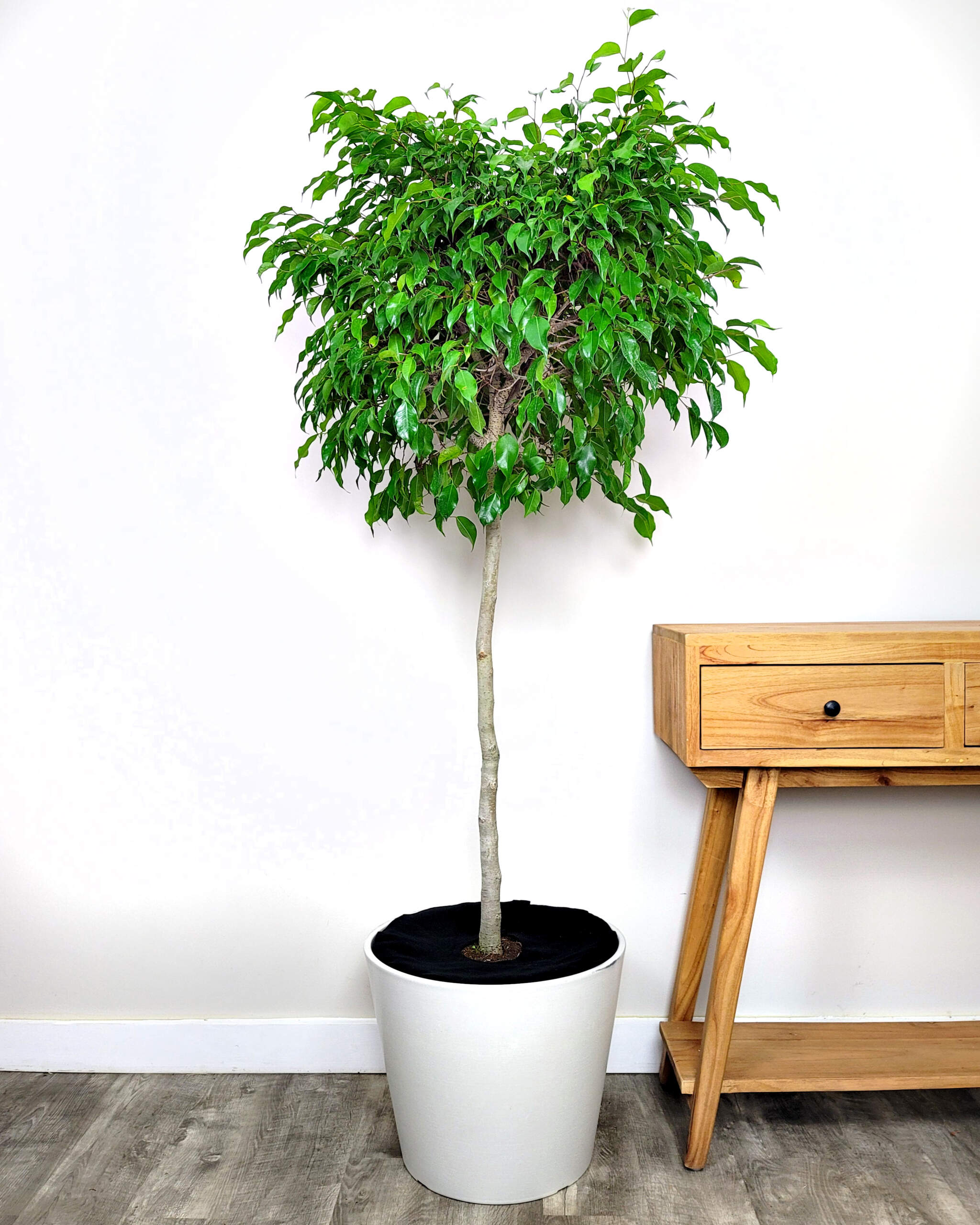 Buy Ficus Benjamina 'Wintergreen', Weeping Fig Tree Online